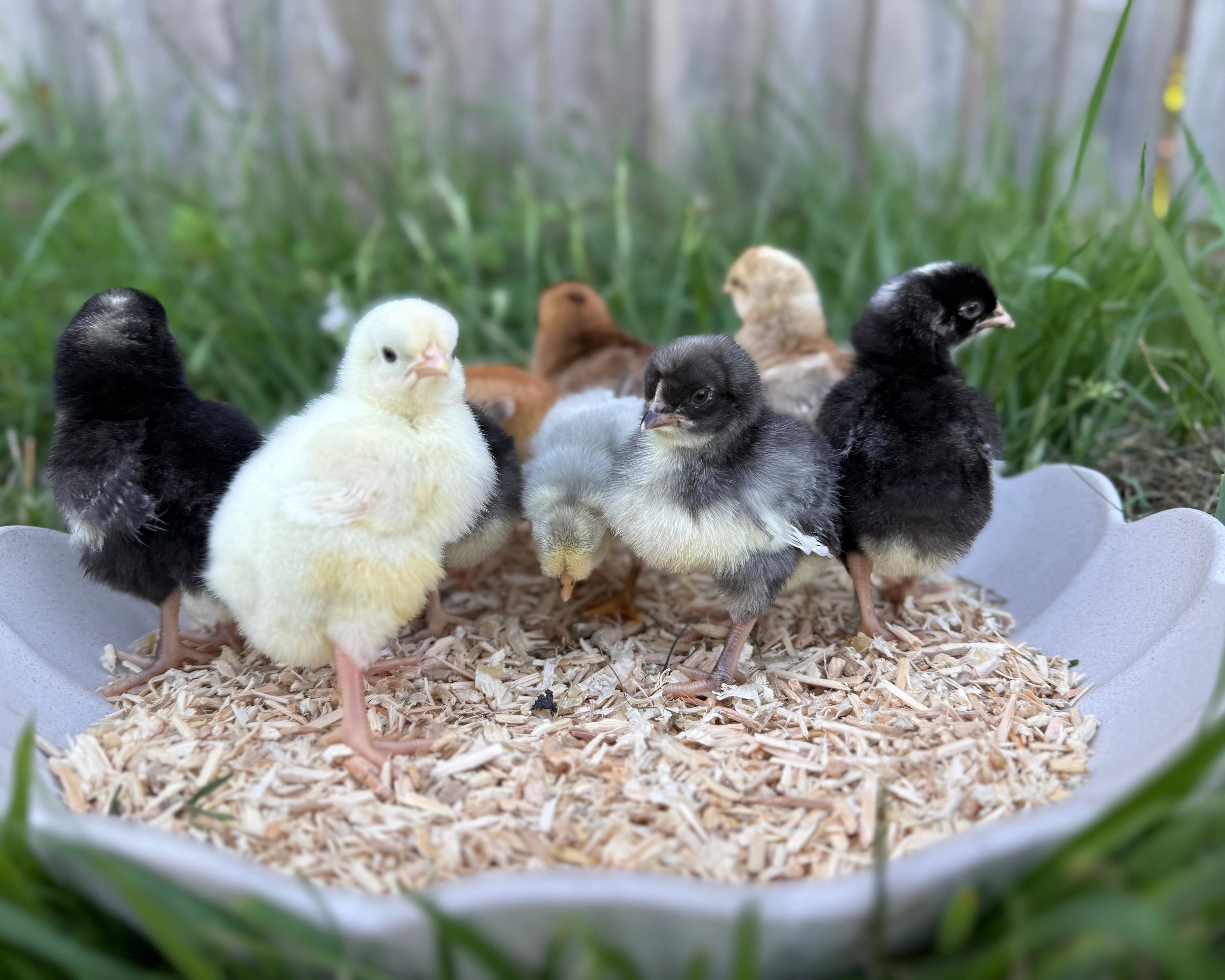 Buy Fertile Chicken Hatching Eggs UK | Rare & Hybrid Breeds for Sale ...